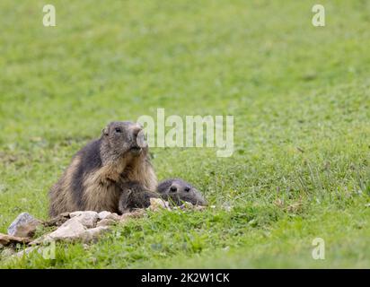Marmot near Tignes, Tarentaise Valley, Department Savoie, Auvergne ...
