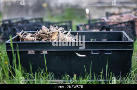 Plastic black garden boxes with dahlia flower roots. Flower tubers dry ...