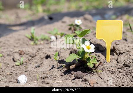 Strawberries in the spring garden with a yellow garden label for ...