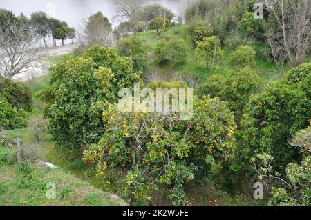 Orange tree near the Douro in Portugal Stock Photo - Alamy