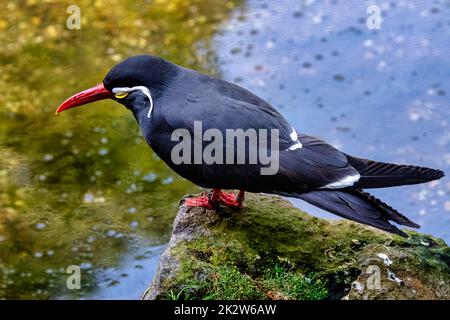 Inca tern (Larosterna inca) with uniquely plumaged Stock Photo - Alamy