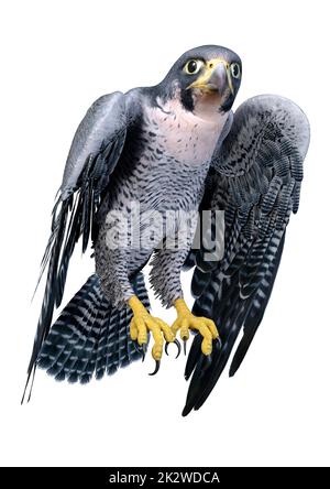 3D Rendering Falcon Bird on White Stock Photo - Alamy