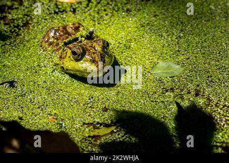 An American Bullfrog sits in a layer of green pond Stock Photo - Alamy