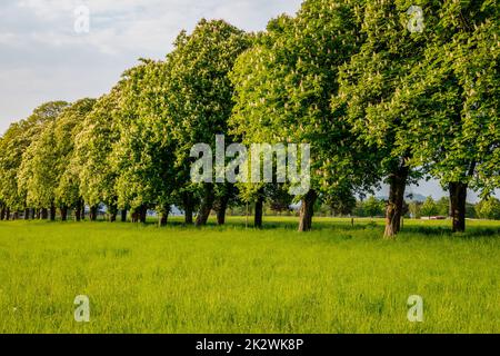 Rheinsteig hiking trail landscape in the Rhein Westerwald Nature Park ...