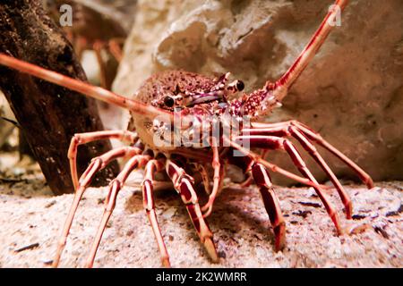 Lobster close-up view in ocean Stock Photo - Alamy