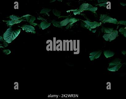 Tropical rainforest foliage plants bushes on dark background Stock ...