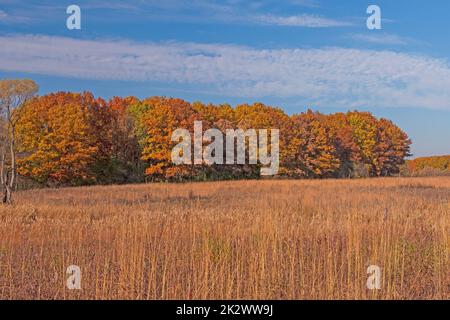 Colorful Trees Beyond a Tallgrass Prairie in Autumn in the Crabtree ...