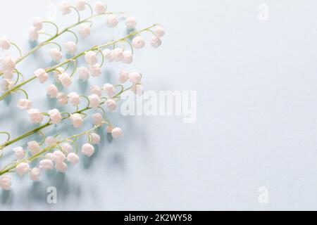 Beautiful lilies on light background Stock Photo - Alamy
