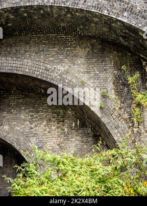 Blue brick arches of Castlefield viaduct overgrown with Buddleia ...
