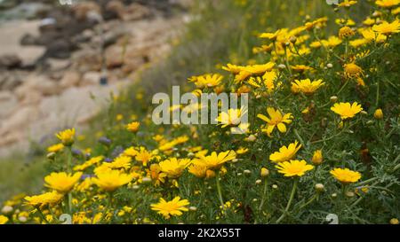 Yellow wild chrysanthemums. Blooming chrysanthemums in spring in Israel ...