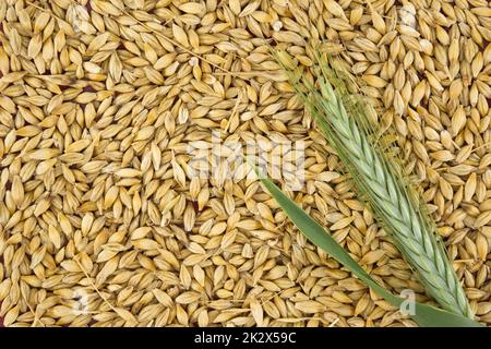 Barley seeds with the outer husk Stock Photo - Alamy
