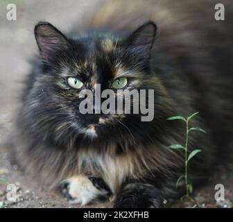 Siberian cat tortoiseshell color Stock Photo - Alamy