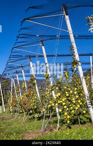 Apple orchard in Aica, South Tyrol, Italy Stock Photo - Alamy