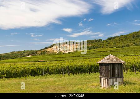 Tokaj landscape with vineyard, Unesco site, Hungary Stock Photo - Alamy