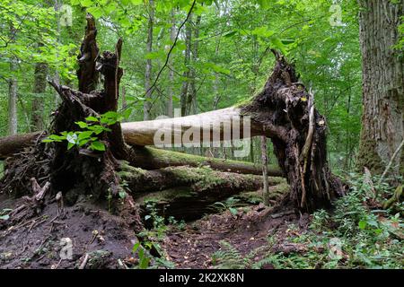 Broken old spruce tree with roots outside Stock Photo - Alamy