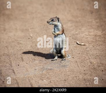 An Atlas squirrel or African ground squirrel in its habitat Stock Photo ...
