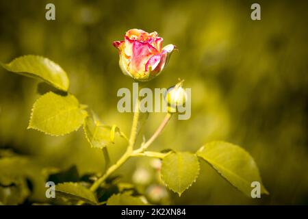 Bush with a single rose with a bright red Bud with blooming petals on a ...