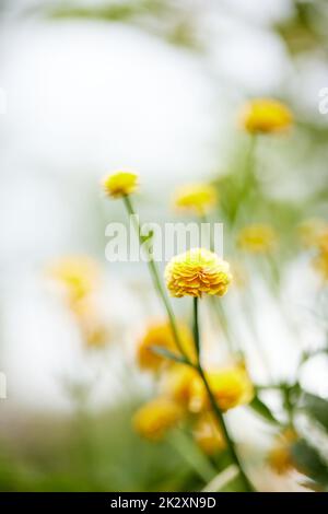 Yellow Ranunculus Flower Stock Photo - Alamy