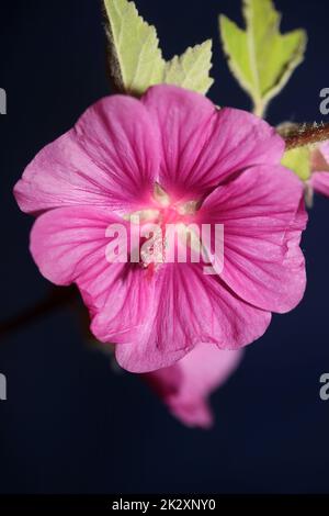 Close up of a purple Malva flower, commonly called a mallow. It is a ...
