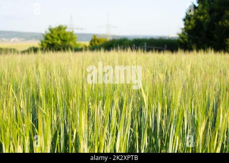 Field with cultivated barley Germany, harvest in the summer ...