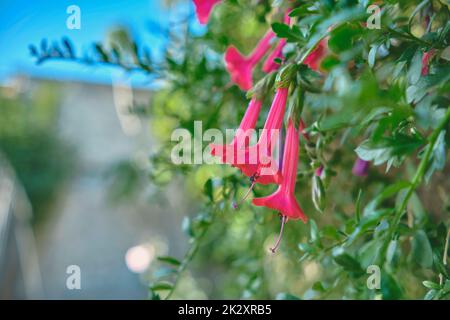 National Flower of Peru y Bolivia, Cantua buxifolia The sacred flower ...