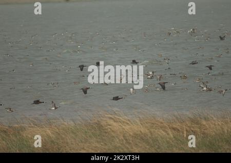 Garganey and white-faced whistling ducks in flight Stock Photo - Alamy