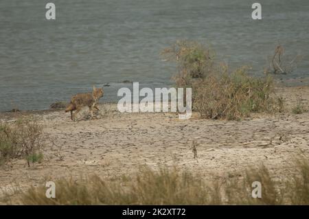 African golden wolf next to a lagoon Stock Photo - Alamy