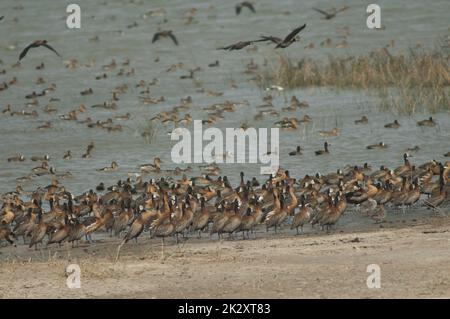 White-faced wistling ducks, fulvous whistling ducks and garganey Stock ...