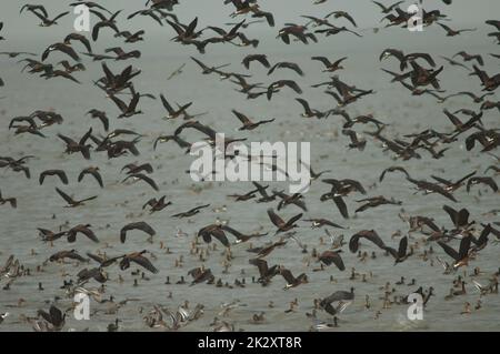 Flock of ducks taking flight in a lagoon Stock Photo - Alamy