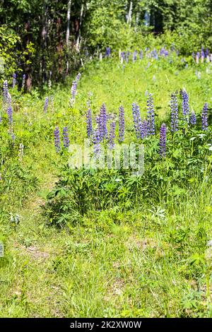 The Glade Of Wild Blossom Flowers Lupine In Summer Spring Meadow Field ...