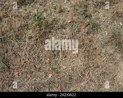 meadow turning yellow due to drought and climate change useful as a ...