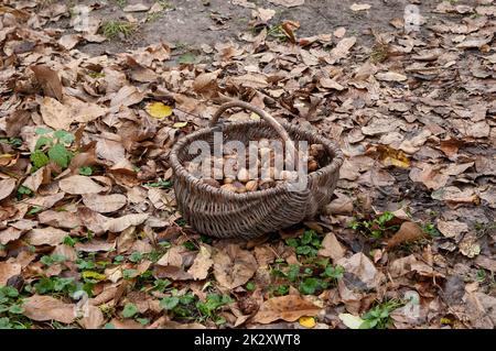 a wicker basket of walnuts stands amidst fallen autumn leaves Stock ...
