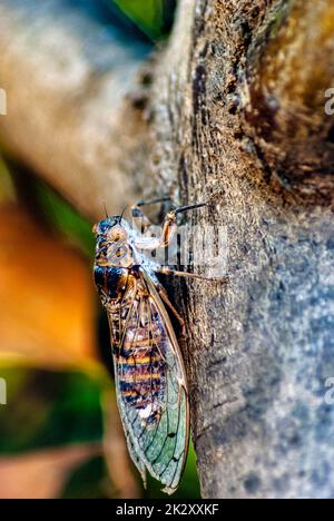 Cretan cicada (Cicada cretensis) - Gouves, Crete, Greece Stock Photo ...