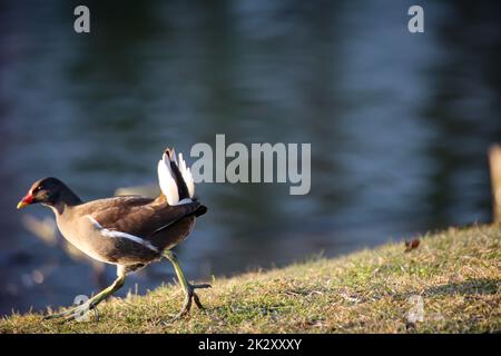 A pond rail, pond hen on the edge of a pond Stock Photo - Alamy