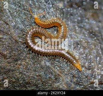A close-up of a ground centipede, Geophilus carpophagus Stock Photo - Alamy