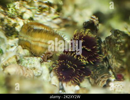 A lime tube worm, tube worm in the aquarium Stock Photo - Alamy