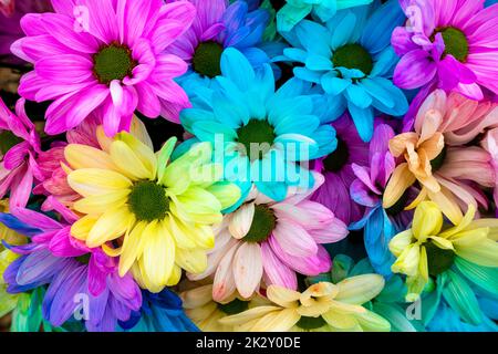Multi colored daisy flowers pattern background. Rainbow Daisies Stock ...