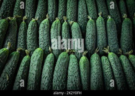 Pile of cucumbers. Cucumbers from the field Stock Photo - Alamy