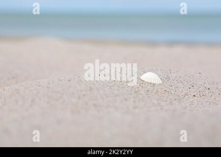 Shell laying on the shore of a white sanded beach at Marielyst, Denmark ...
