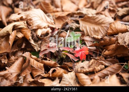 Minimal nature background. Autumn colors on dry leaves. Woodland ...