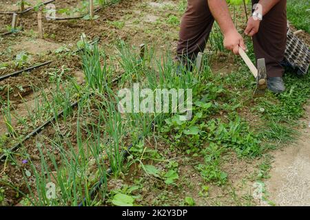 a gardener hoeing a garden, hoeing plants in the garden, making a ...