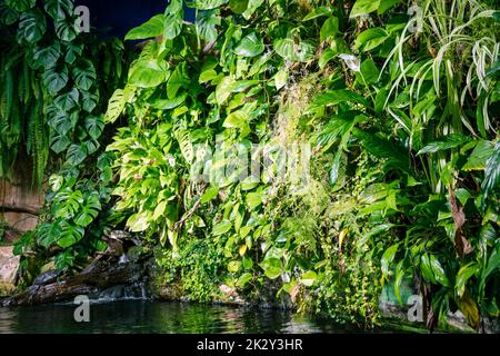 tropical pond and turtle in a rainforest mangrove. Close-up view Stock ...