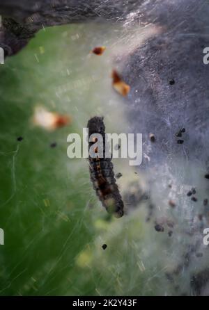 A caterpillar (dark version) of the hare owl Stock Photo - Alamy