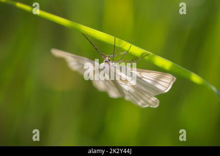 A shy siona lineata, hartheu peeper on a blade of grass Stock Photo - Alamy