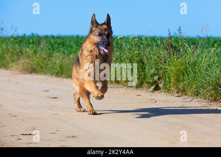 running German Shepherd Stock Photo - Alamy