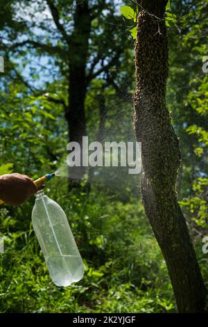 Spraying a swarm of bees with water, wet honey bees, collecting a swarm ...