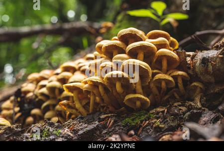 Big group of Flammulina Velutipes mushrooms growing next to dead tree ...