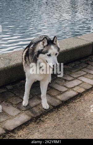 siberian husky dog on a walkway by water, lake Stock Photo - Alamy