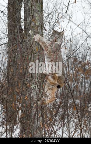 A cat looks out from a side door opening of a home where authorities ...