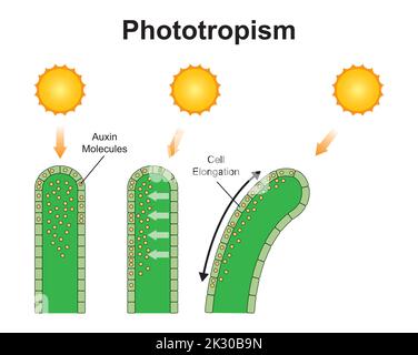 Scientific Designing of Phototropism Process. The Growth of an Organism ...